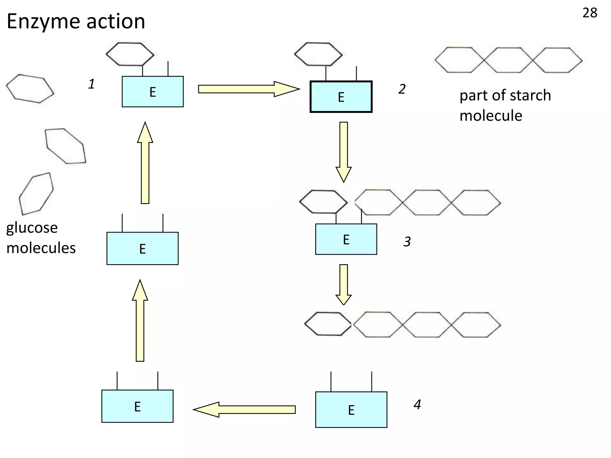 Powerpoint enzymes | PPTX
