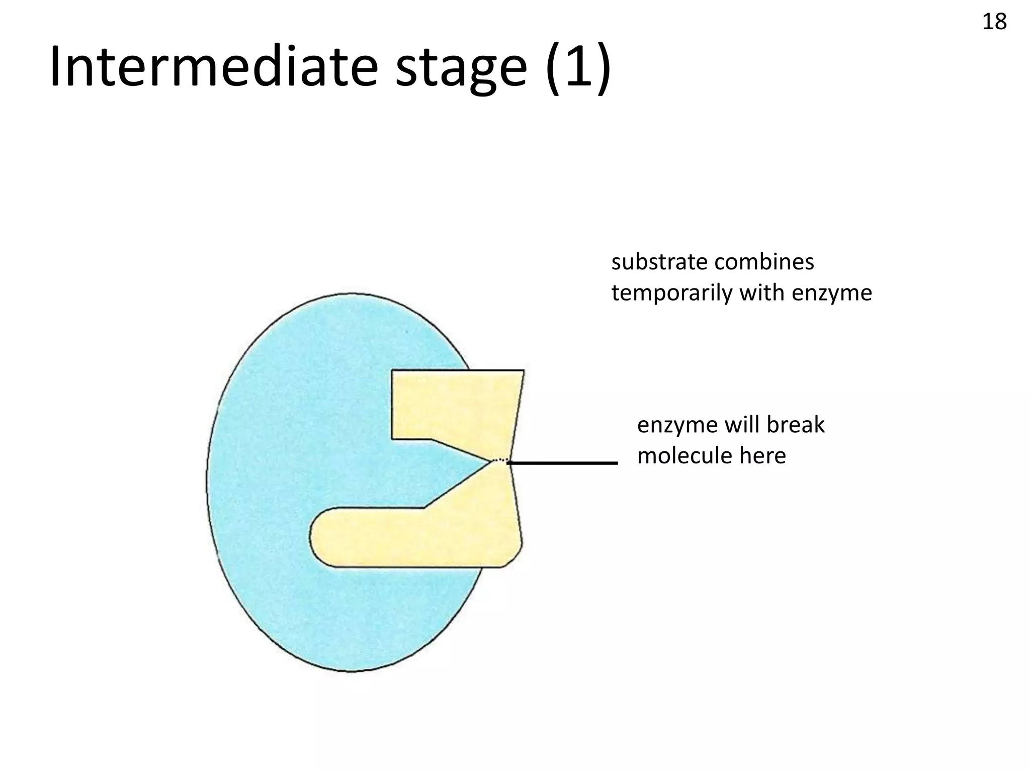 Powerpoint enzymes | PPTX
