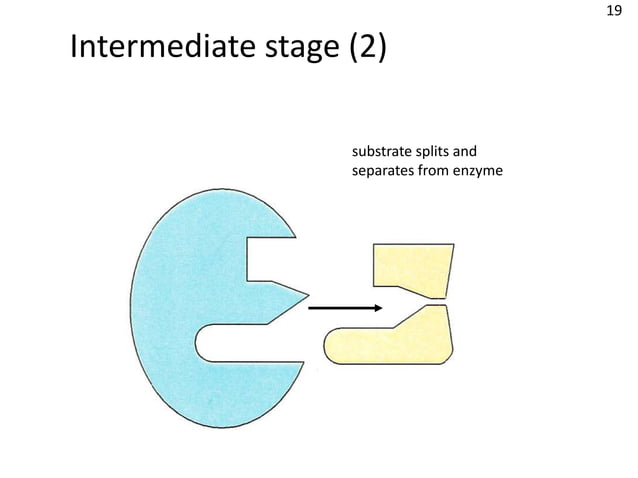 Powerpoint enzymes | PPTX | Chemistry | Science