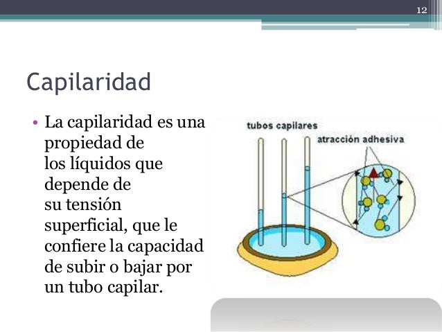 Que Es Capilaridad En Ciencias Naturales - Marcus Reid
