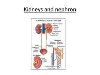 Powerpoint excretion and the kidneys | PPTX