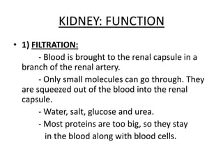 Powerpoint excretion and the kidneys | PPTX