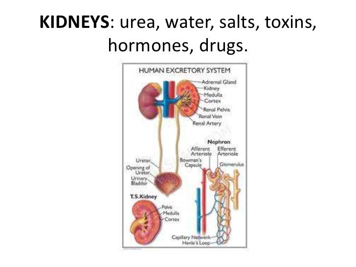 110 Excretion And Structure Of Kidneys Biology Notes