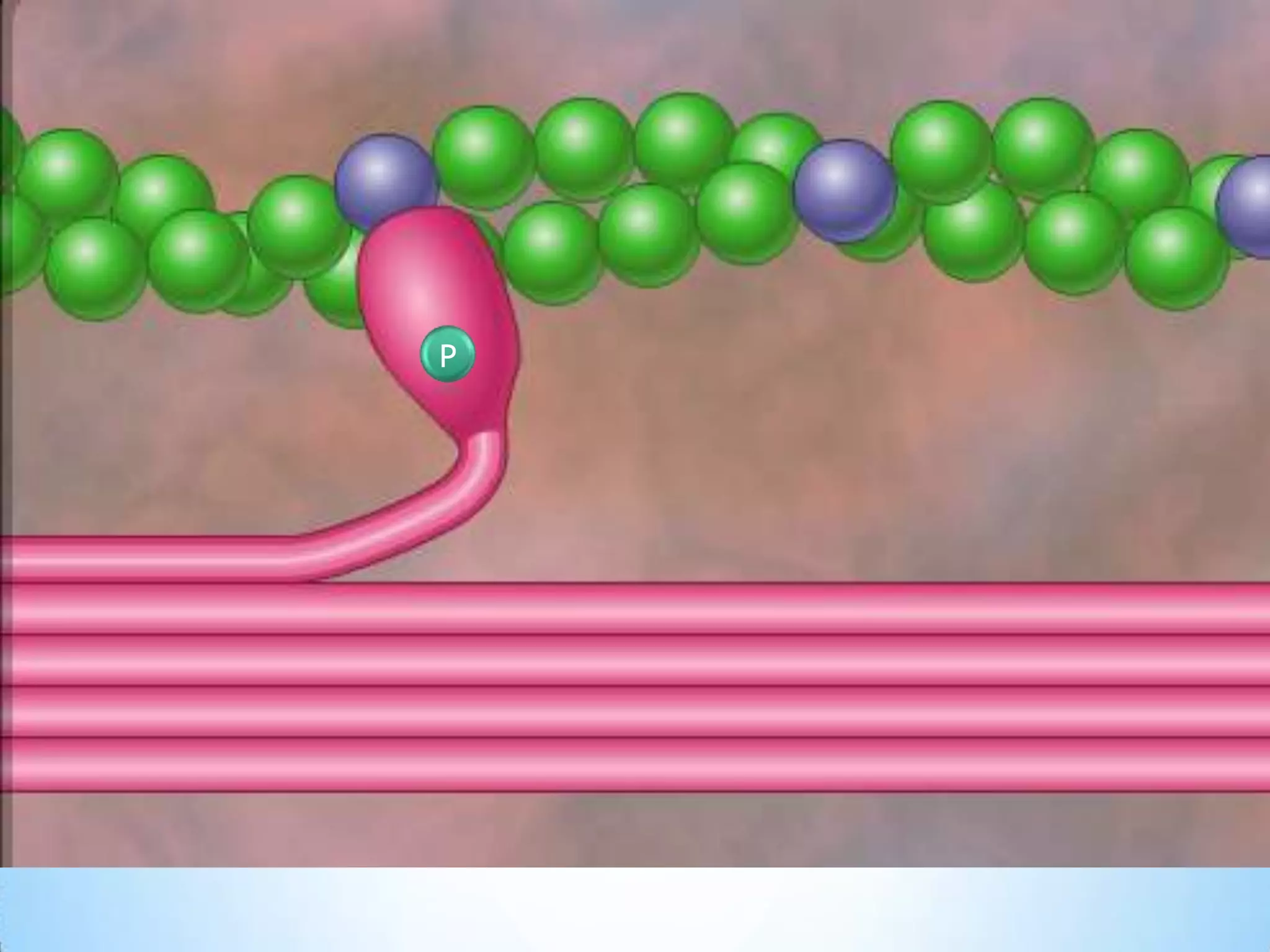 Effects of Norepinephrine and Epinephrine on Cardiomyocyte | PPTX