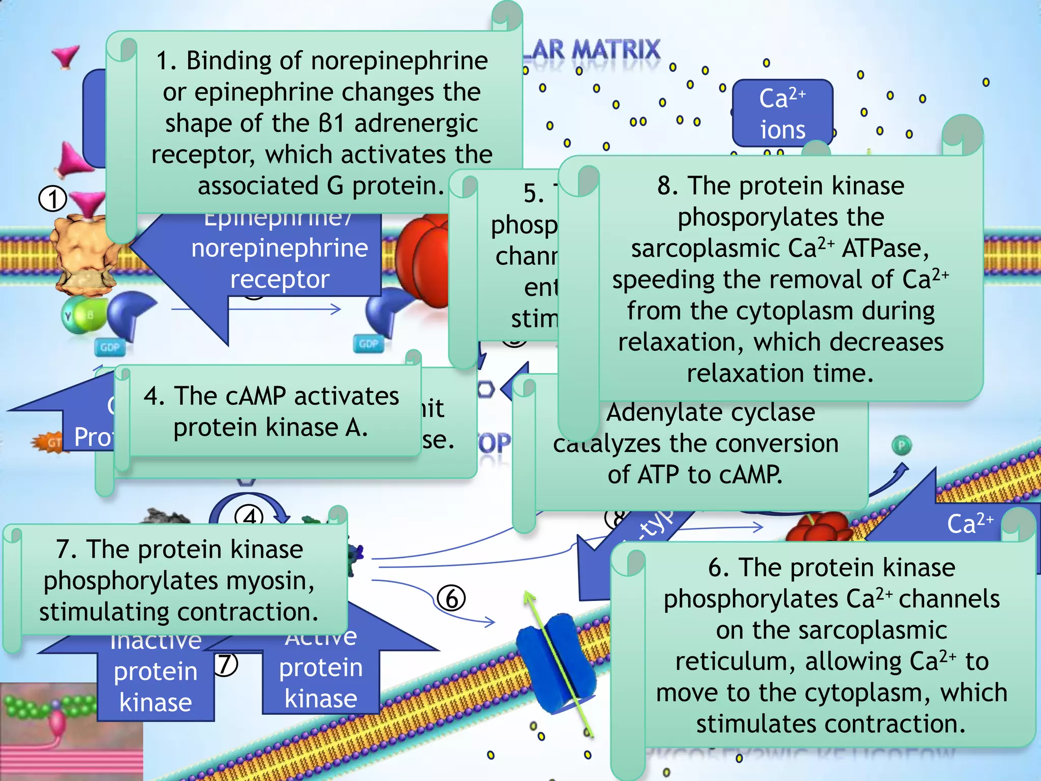 Effects of Norepinephrine and Epinephrine on Cardiomyocyte | PPTX
