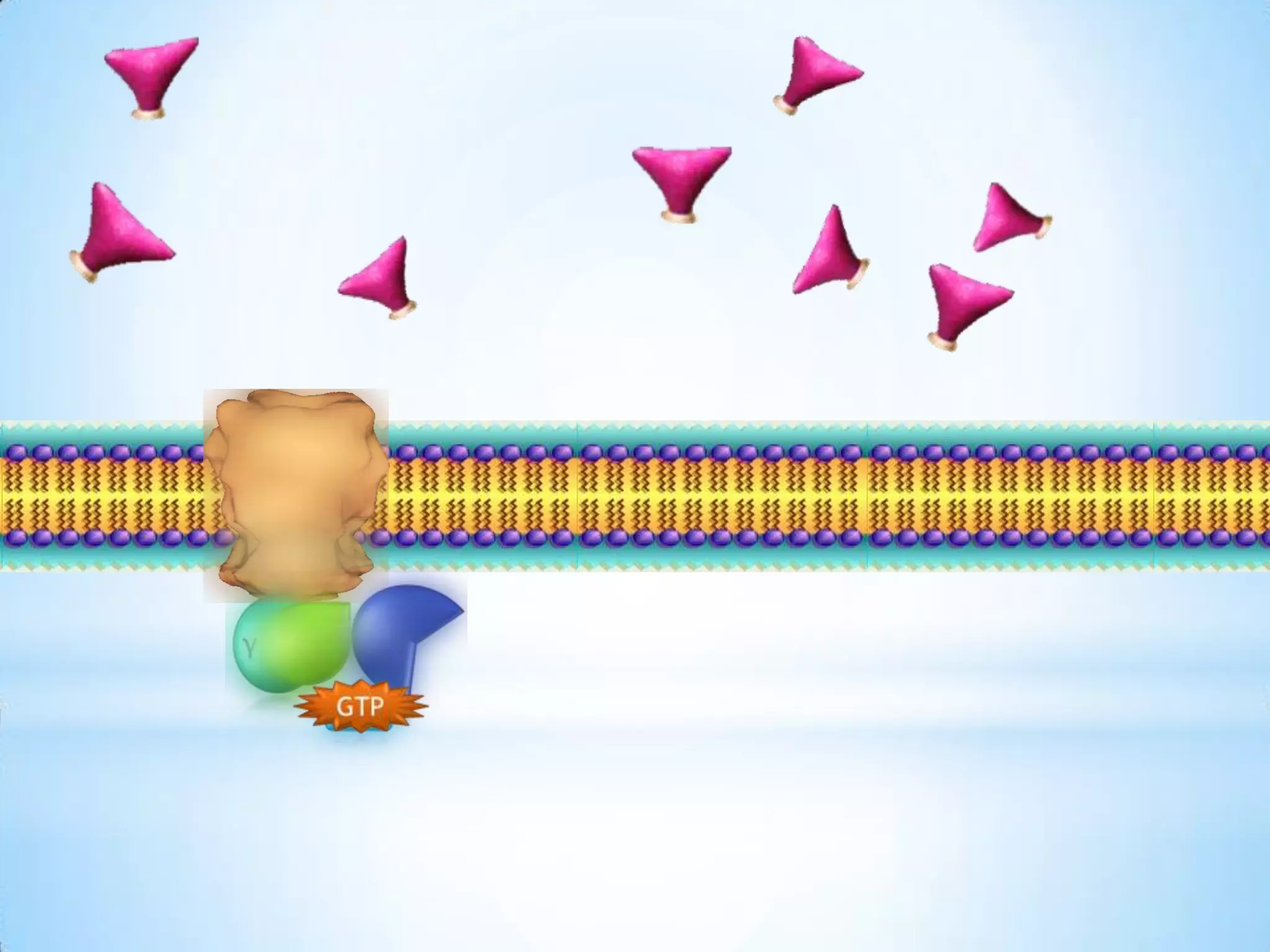 Effects of Norepinephrine and Epinephrine on Cardiomyocyte | PPTX
