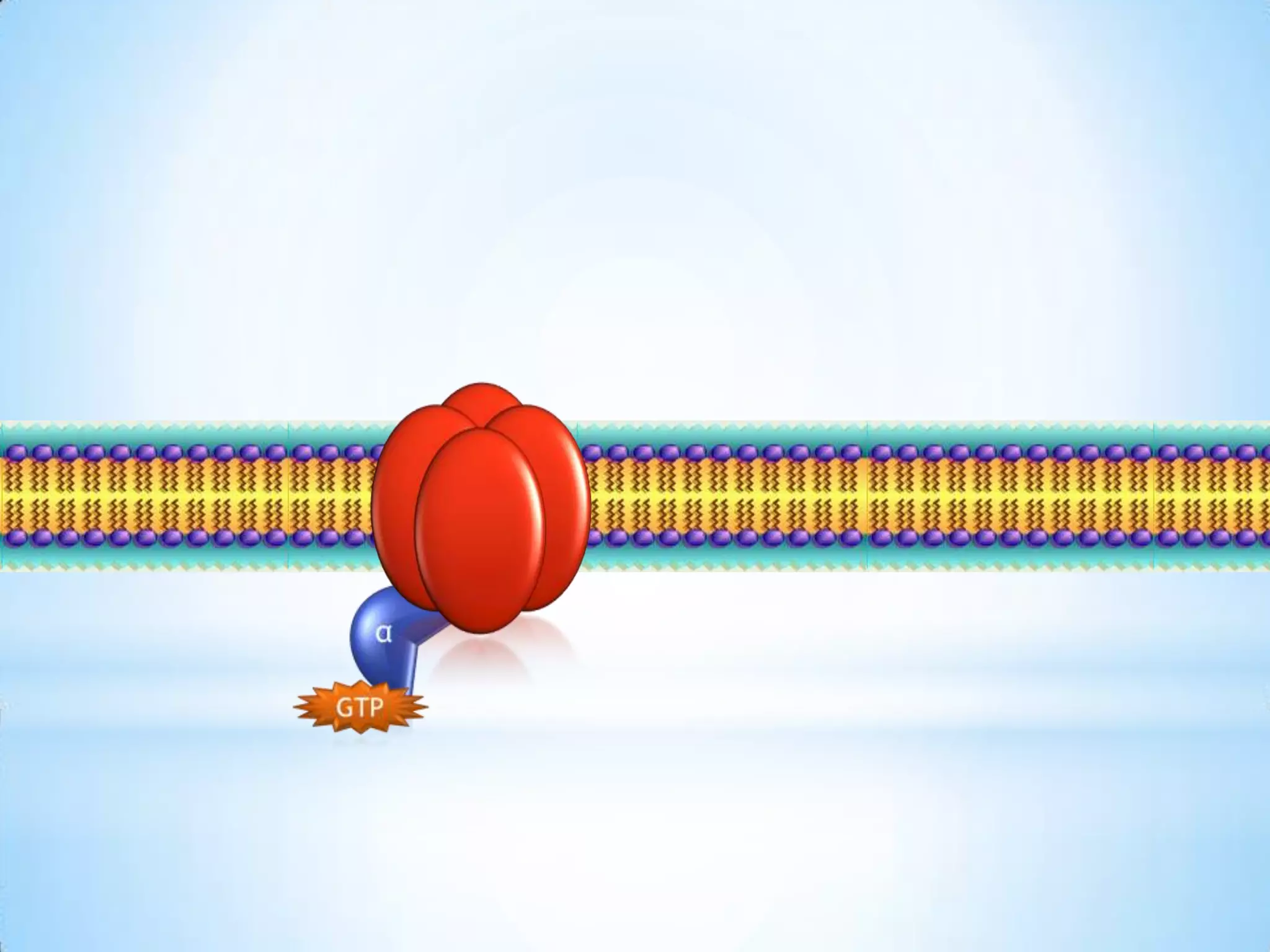 Effects of Norepinephrine and Epinephrine on Cardiomyocyte | PPTX