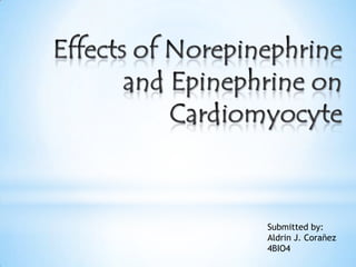Effects of Norepinephrine and Epinephrine on Cardiomyocyte | PPTX