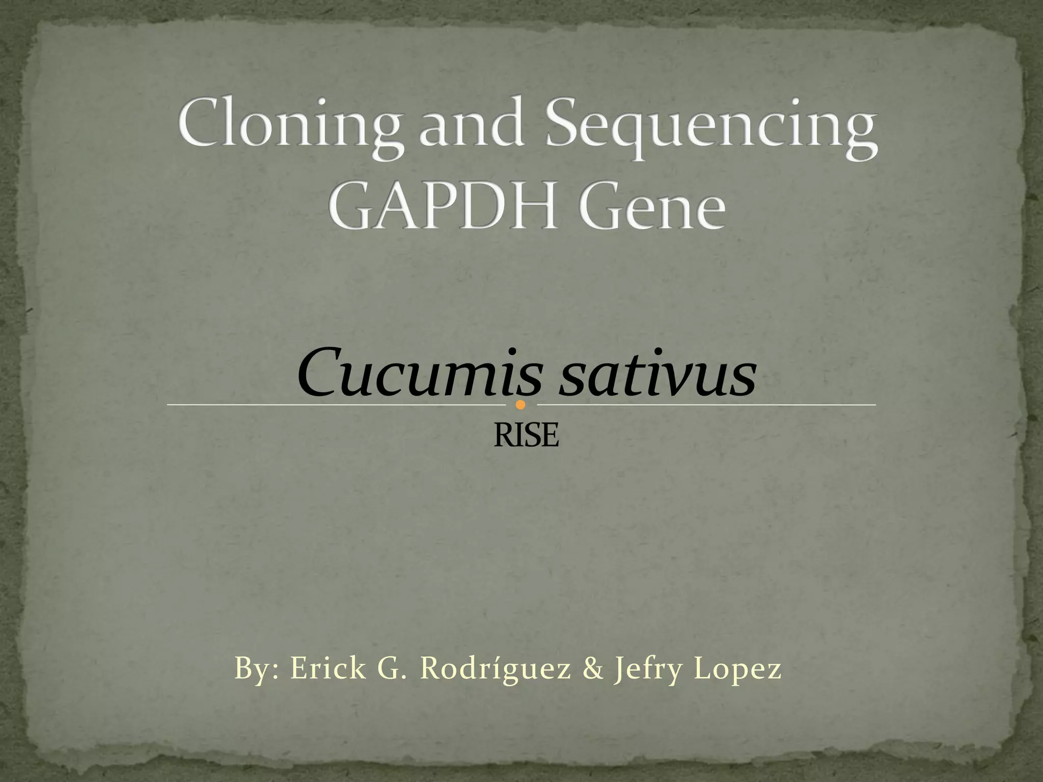 Powerpoint Final Paper RISE 2010 | PDF