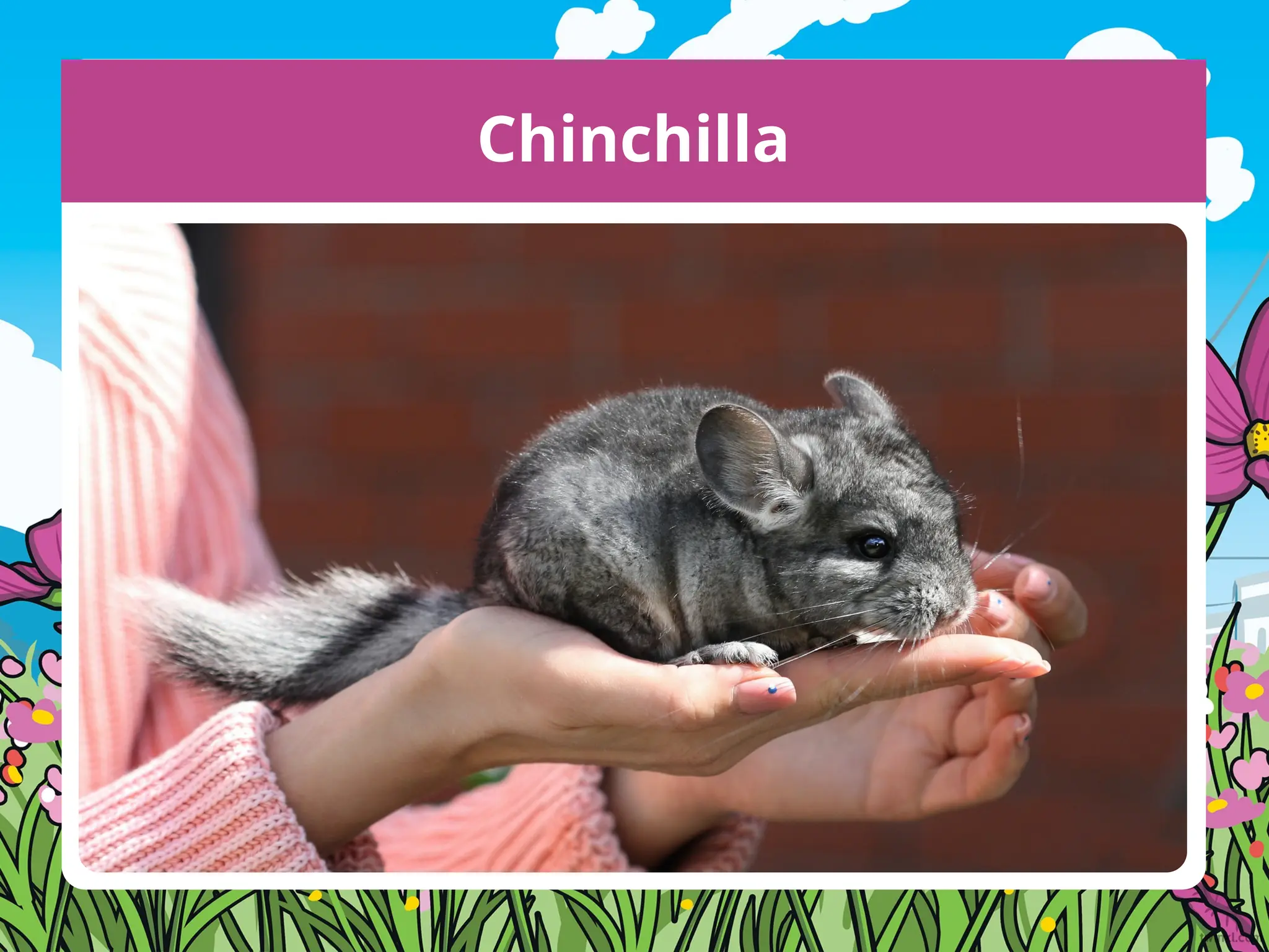 PowerPoint Flora y Fauna Chilena tercero | PPT