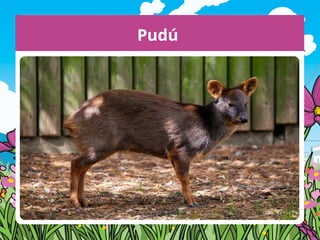 PowerPoint Flora y Fauna Chilena tercero | PPT