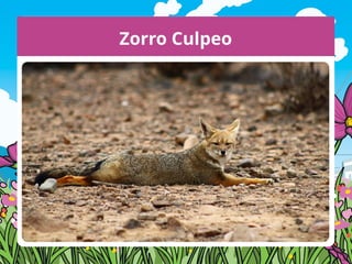 PowerPoint Flora y Fauna Chilena tercero | PPT