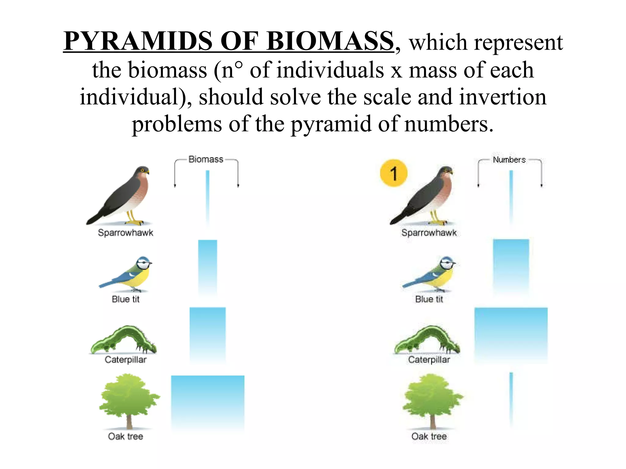 Powerpoint food webs, carbon cycle | PPT