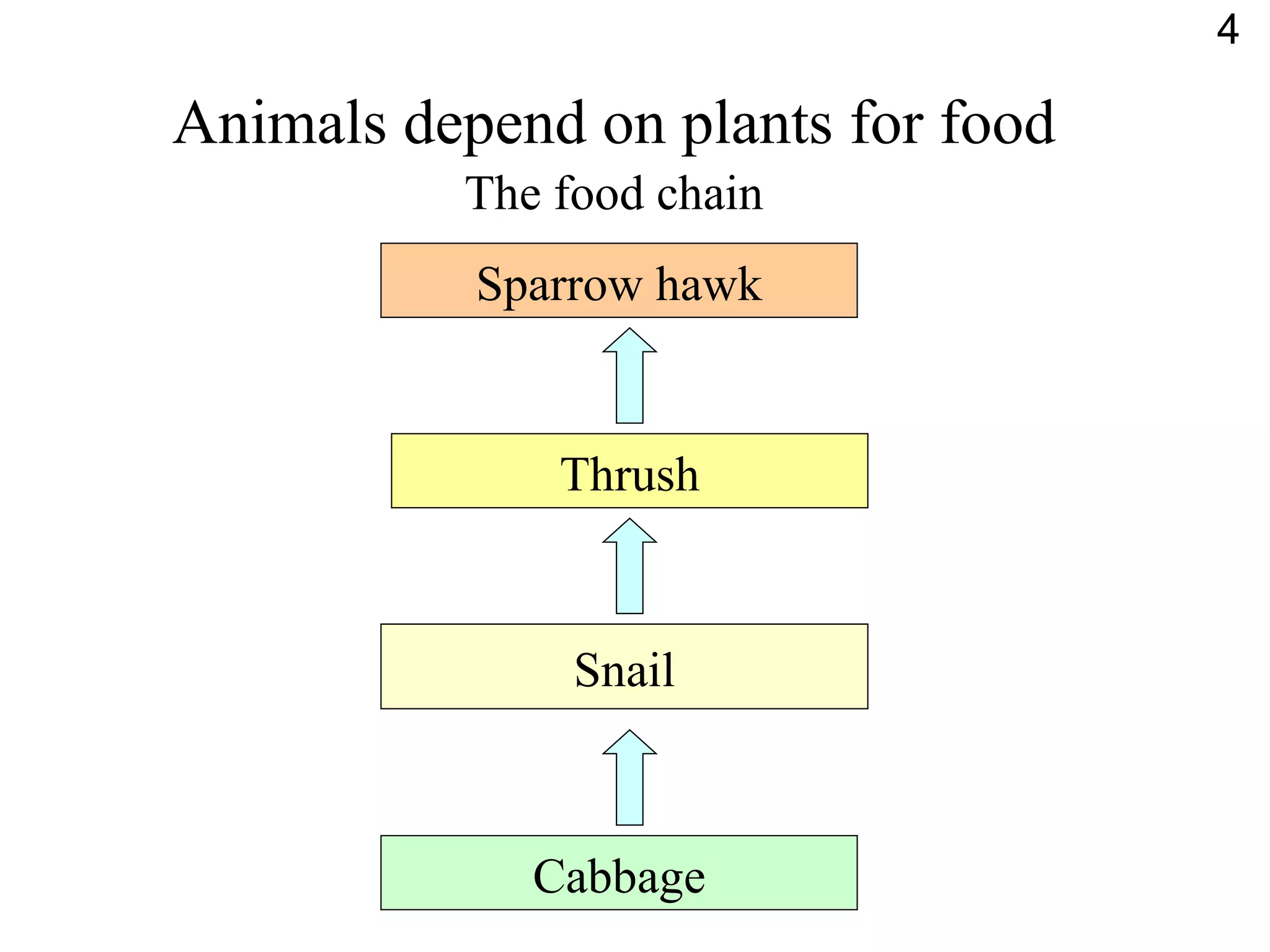 Powerpoint food webs, carbon cycle | PPT