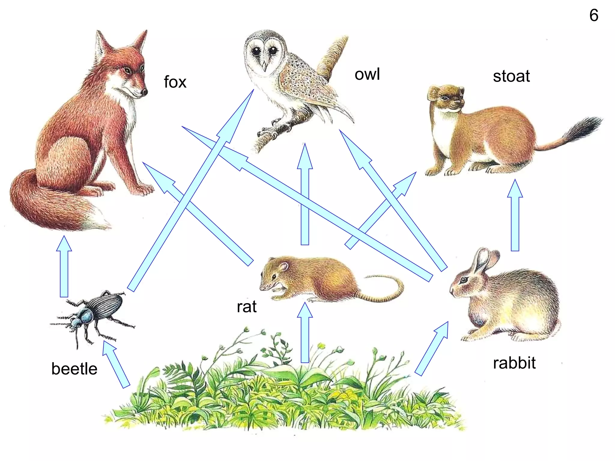 Powerpoint food webs, carbon cycle | PPT