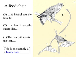 Powerpoint food webs, carbon cycle | PPT