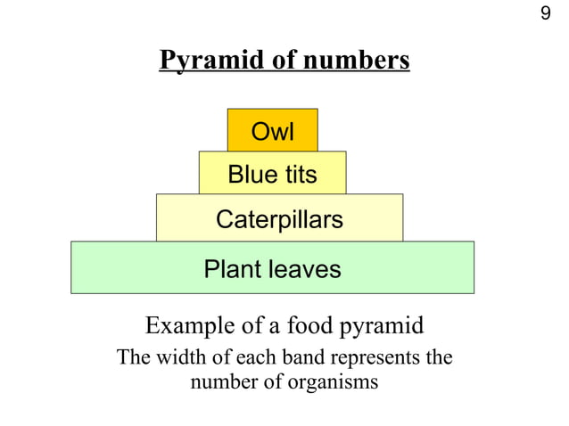 Powerpoint food webs, carbon cycle | PPT