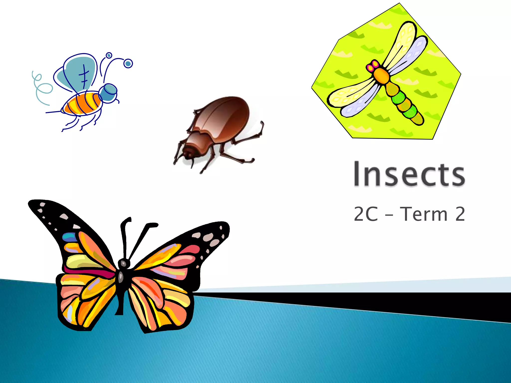 INSECTS | PPTX