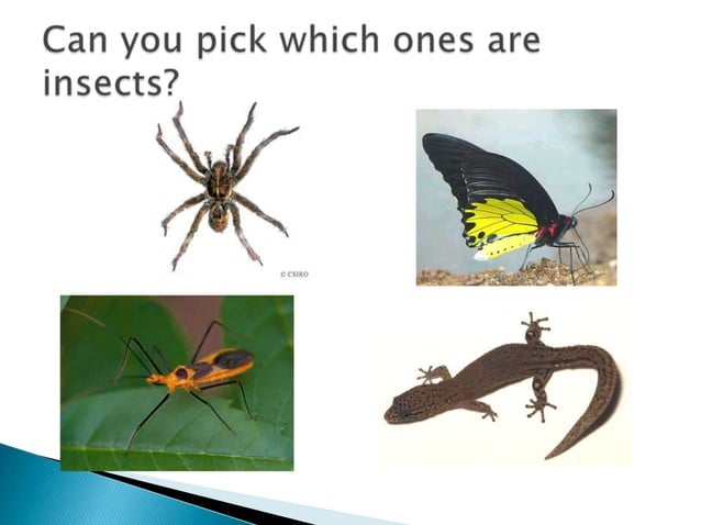 INSECTS | PPTX | Beekeeping | Hobbies & Interests