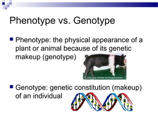 Powerpoint genetics 1 | PPT