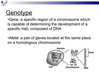 Powerpoint genetics 1 | PPT