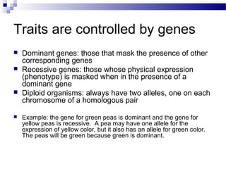 Powerpoint genetics 1 | PPT