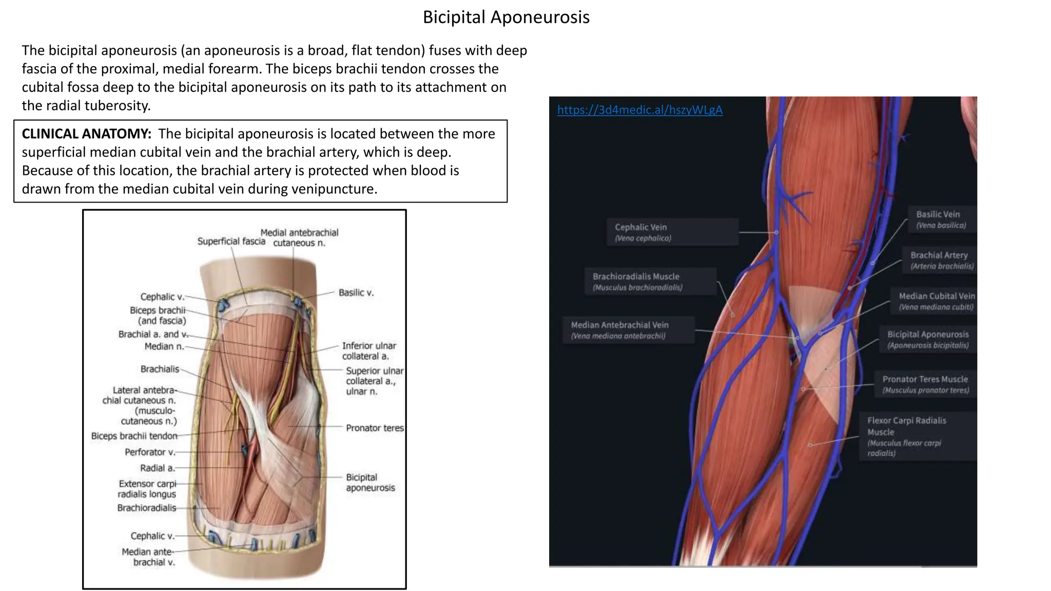 PowerPointHandout_ArmCubitalFossaElbow.pptx