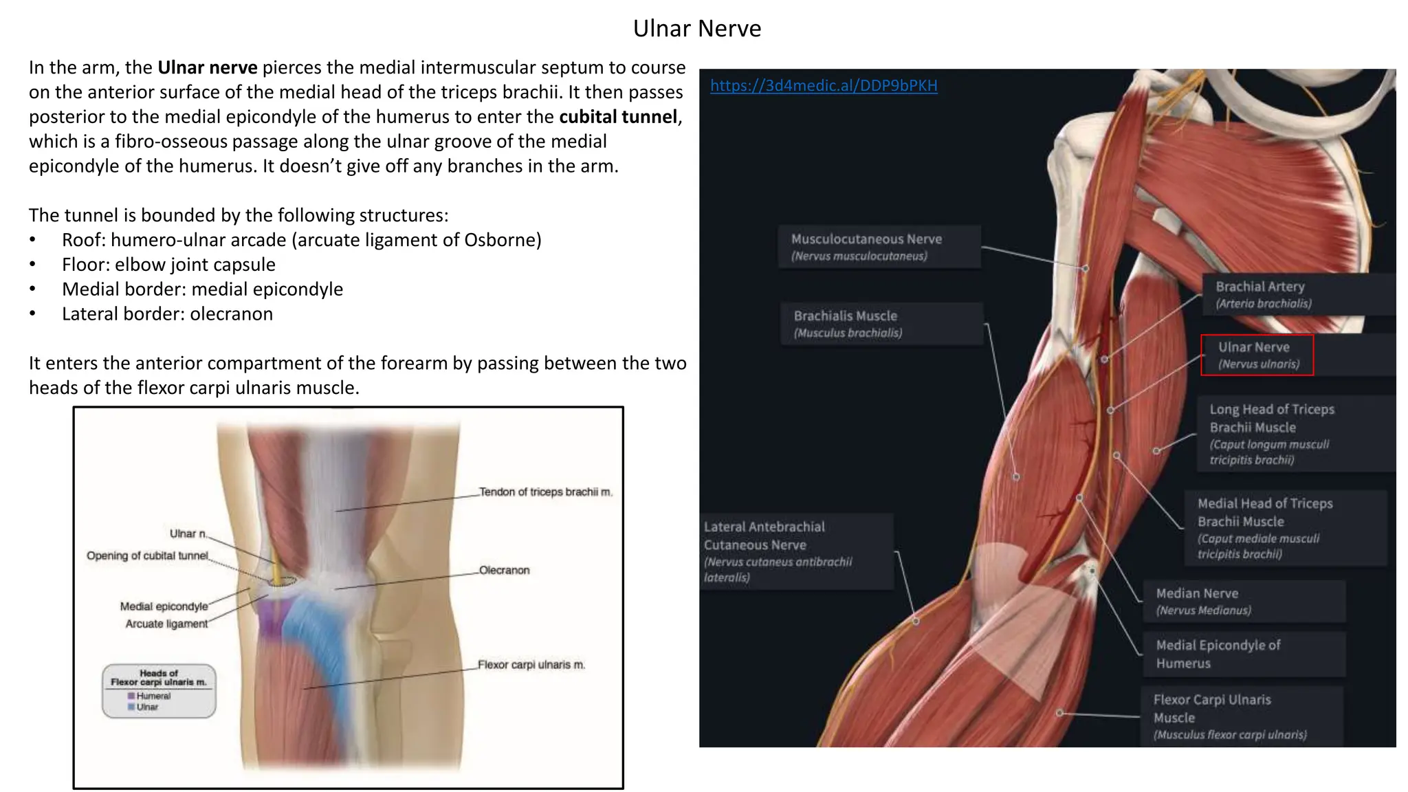 PowerPointHandout_ArmCubitalFossaElbow.pptx