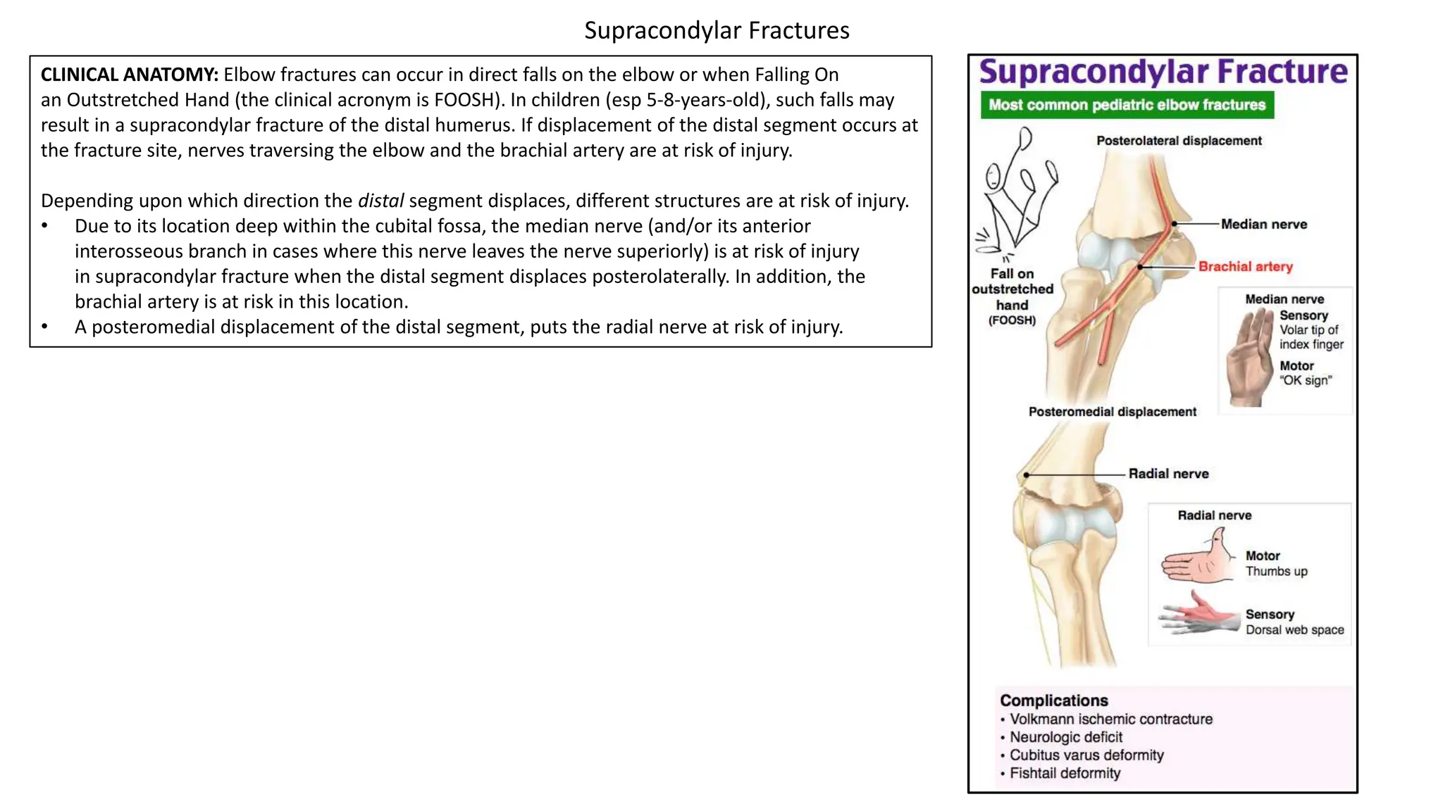 PowerPointHandout_ArmCubitalFossaElbow.pptx