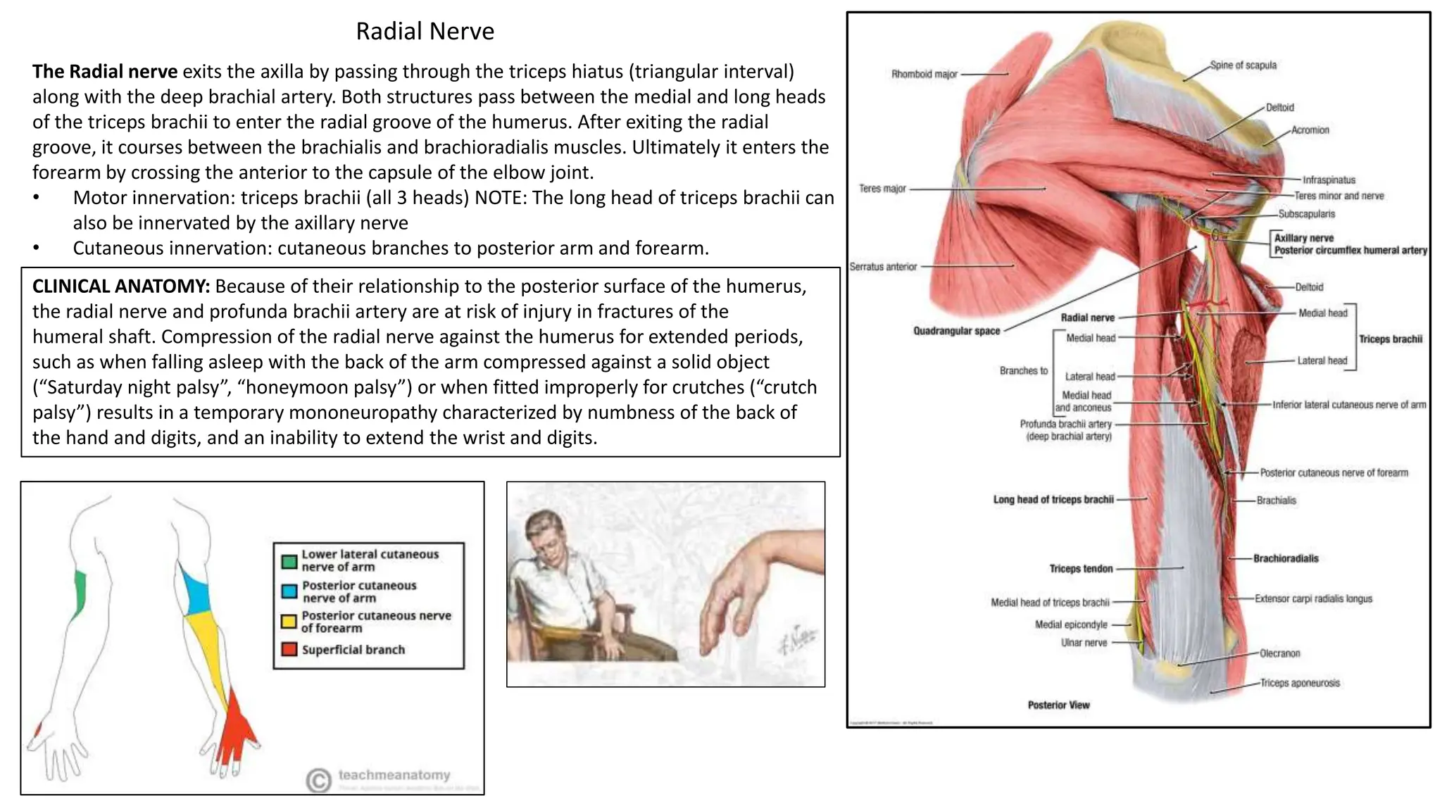 PowerPointHandout_ArmCubitalFossaElbow.pptx