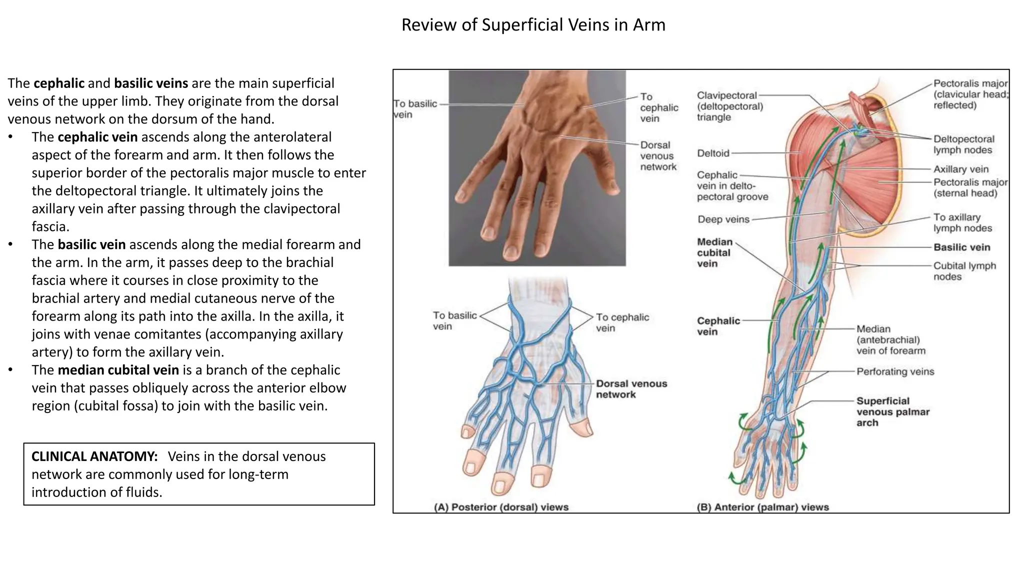 PowerPointHandout_ArmCubitalFossaElbow.pptx