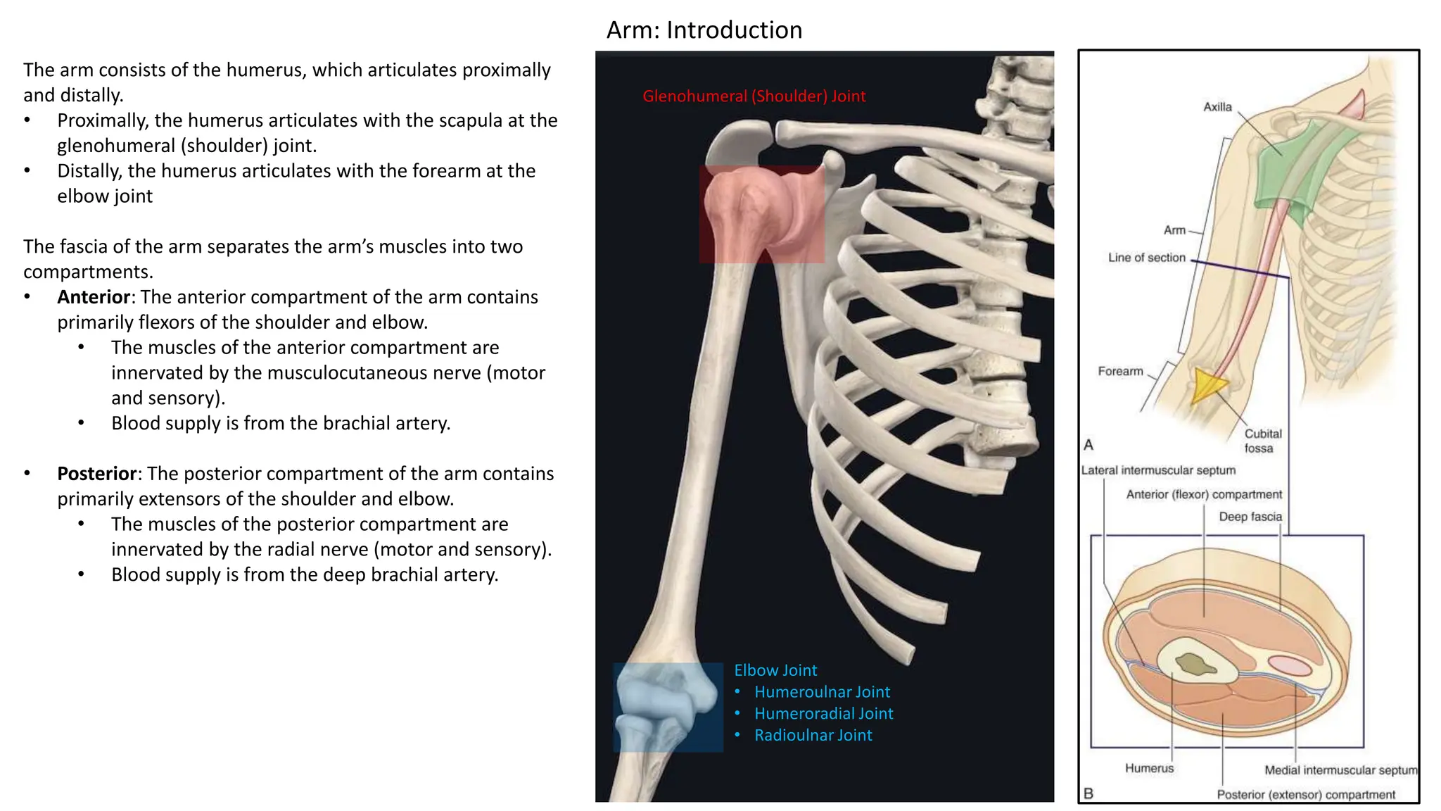 PowerPointHandout_ArmCubitalFossaElbow.pptx
