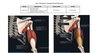 PowerPointHandout_ArmCubitalFossaElbow.pptx