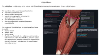 PowerPointHandout_ArmCubitalFossaElbow.pptx