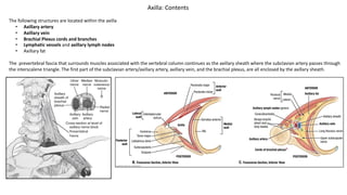 PowerPointHandout_AxillaBrachialPlexus.pdf
