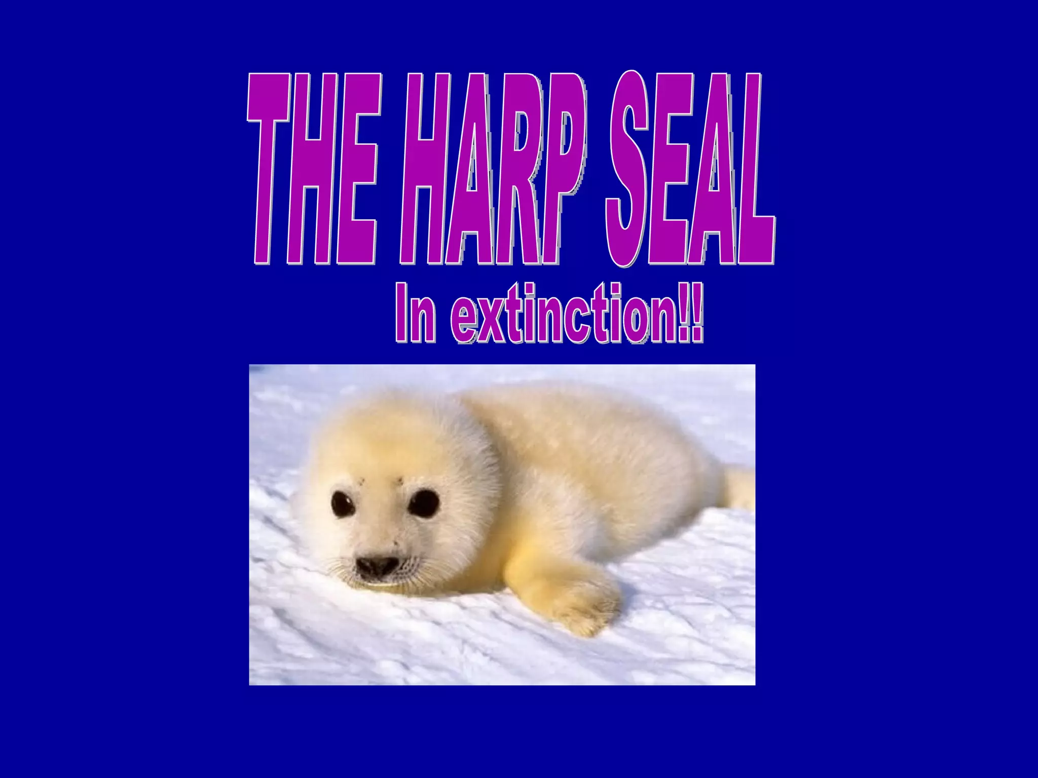 Power point harp seal | PPT