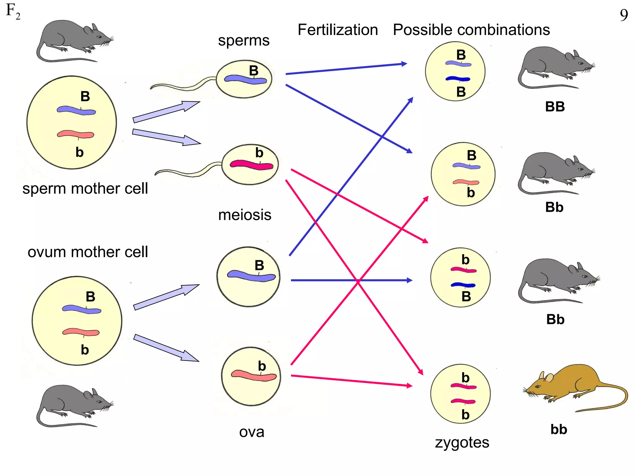Powerpoint heredity | PPT
