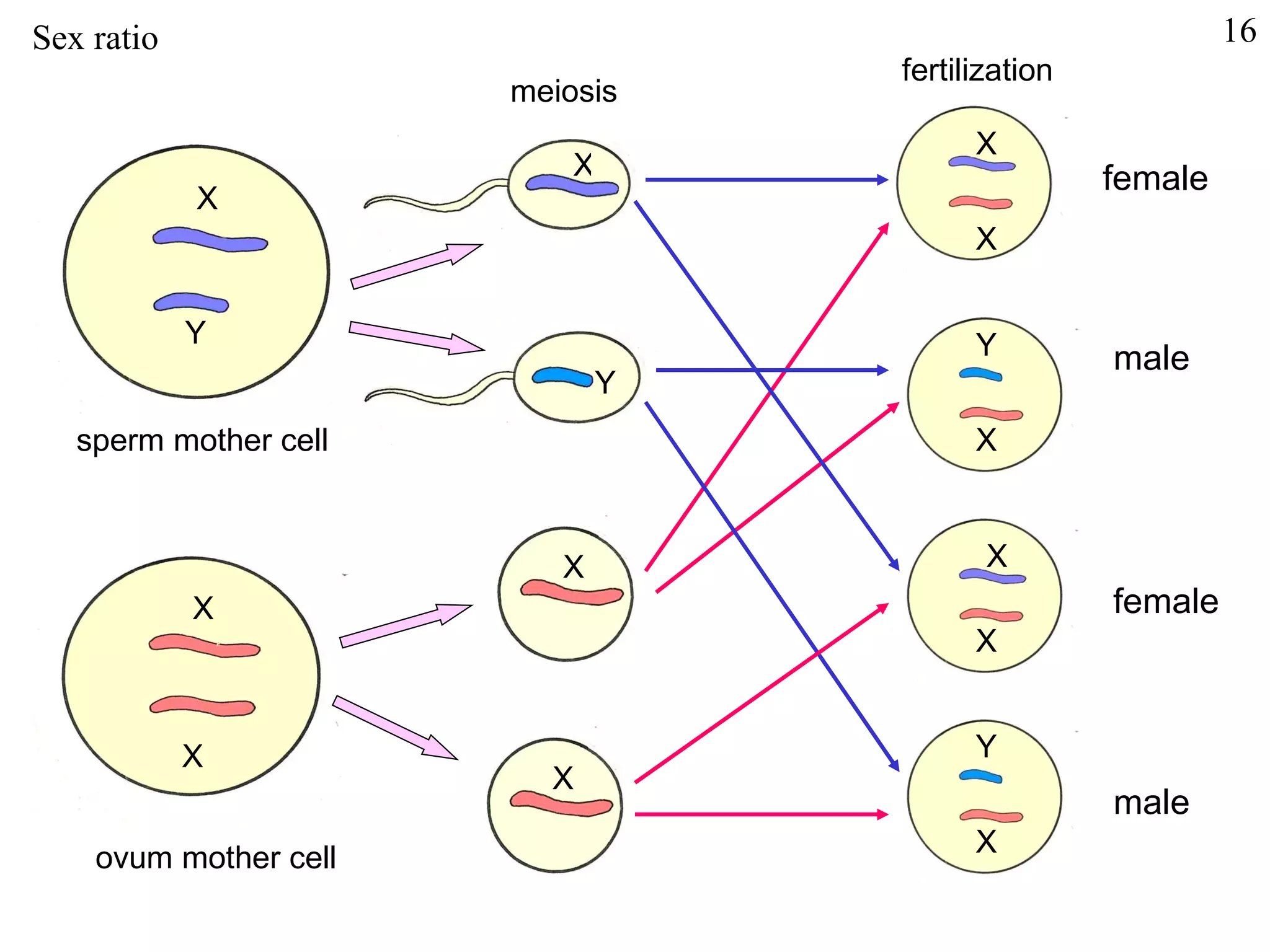 Powerpoint heredity | PPT