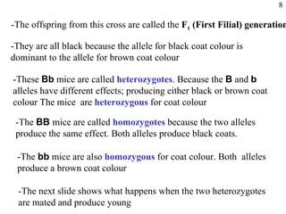 Powerpoint heredity | PPT