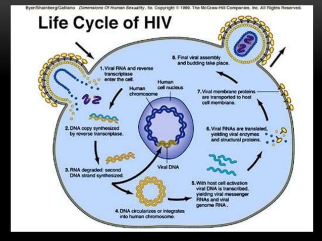 HIV/AIDS (IMMUNOLOGY) | PPTX | Infectious Diseases | Diseases and ...