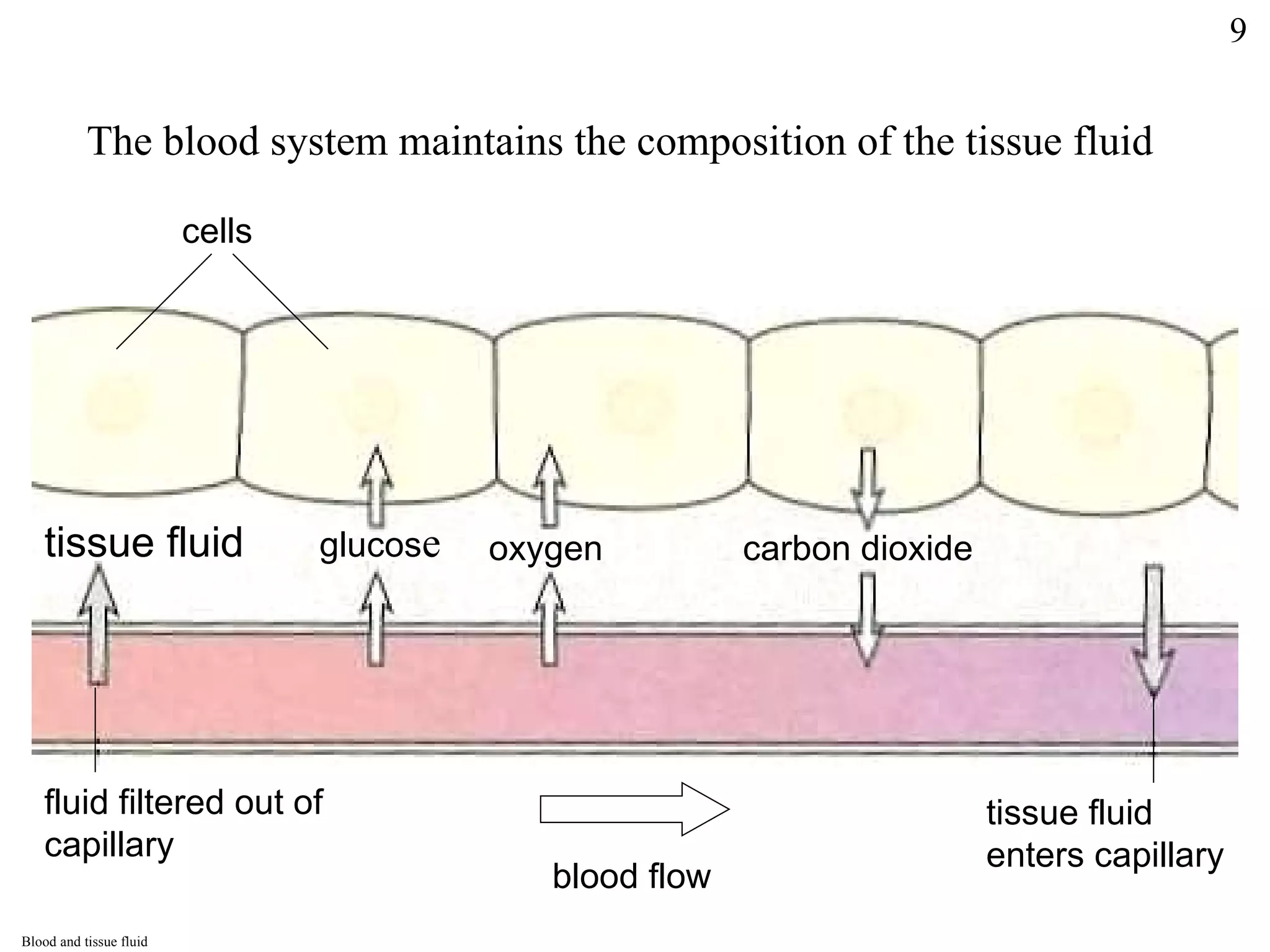 Powerpoint homeostasis | PPT