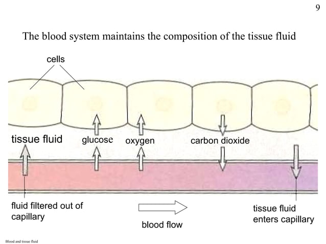 Powerpoint homeostasis | PPT
