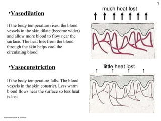 Powerpoint homeostasis | PPT