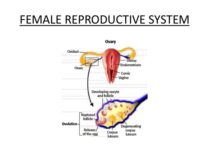 Powerpoint human reproduction