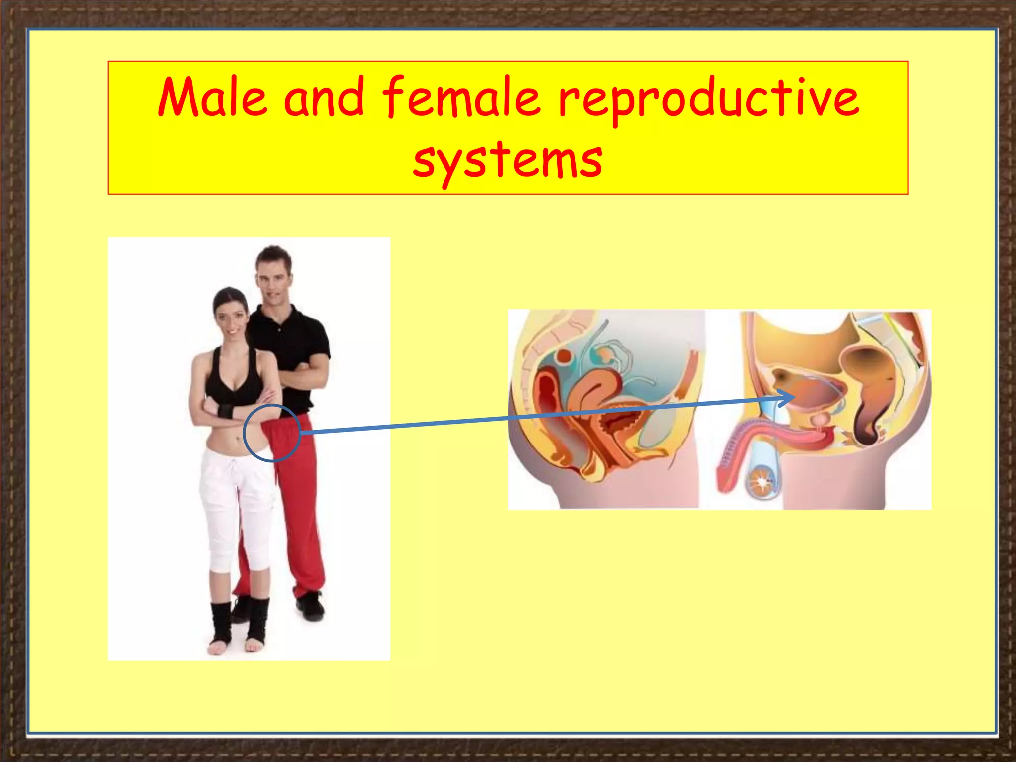 Powerpoint Human Reproductive System.ppt