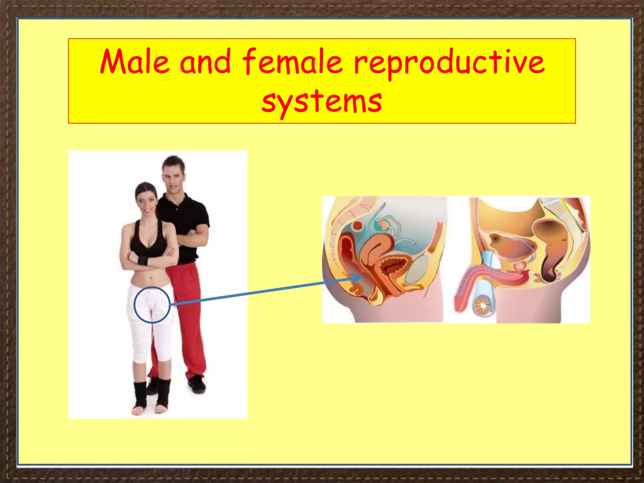 Powerpoint Human Reproductive System.ppt