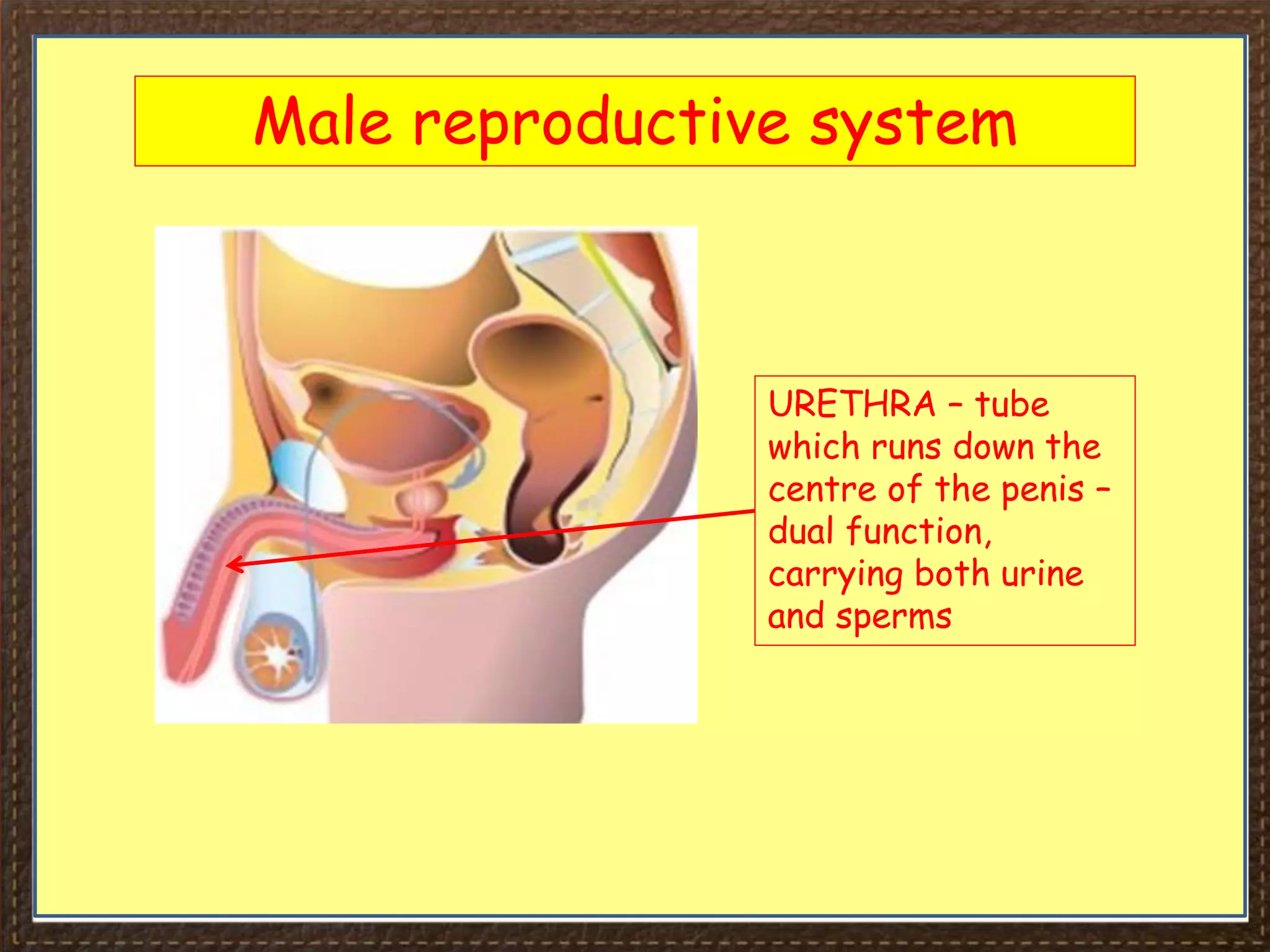 Powerpoint Human Reproductive System.ppt