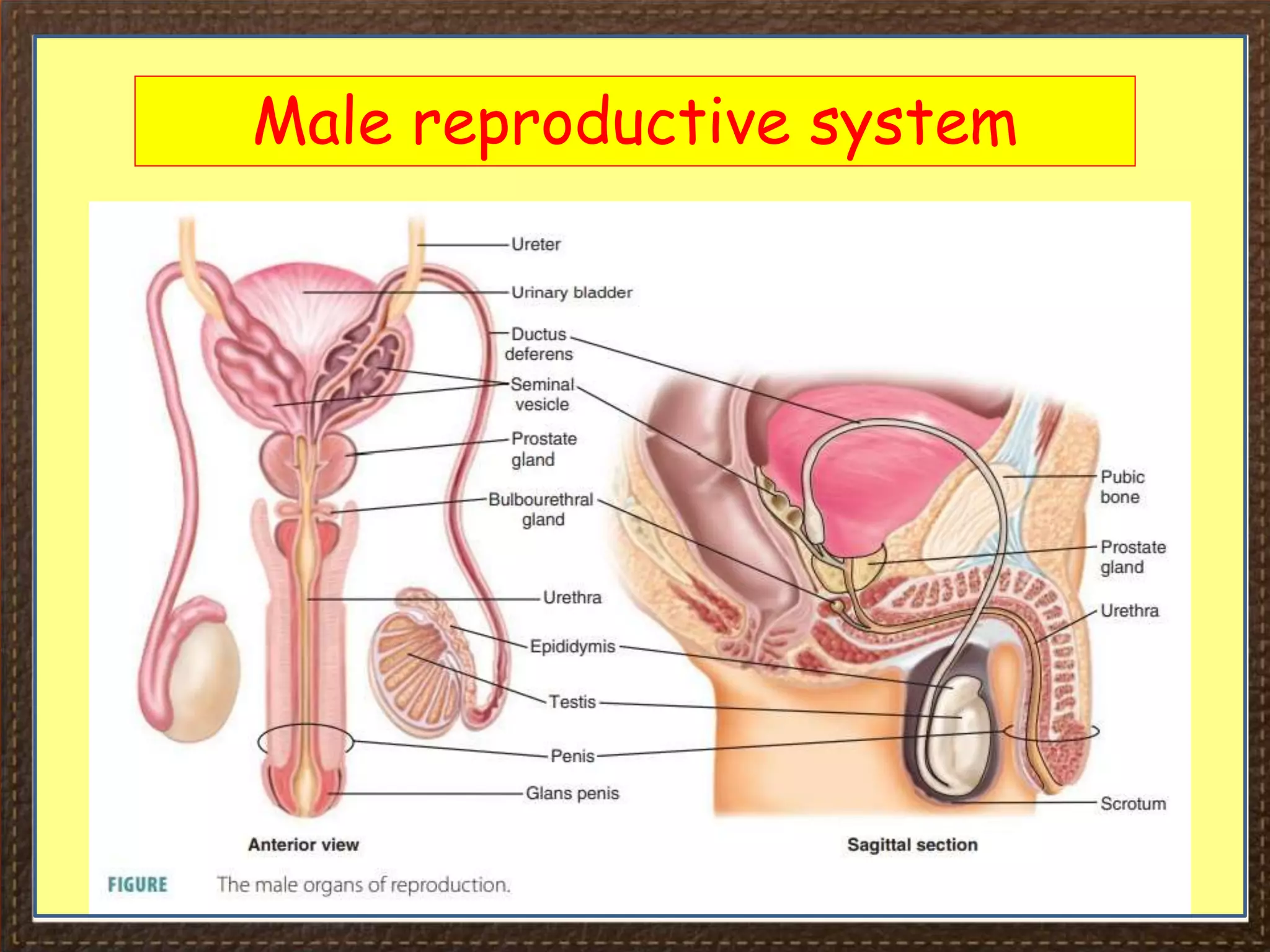 Powerpoint Human Reproductive System.ppt