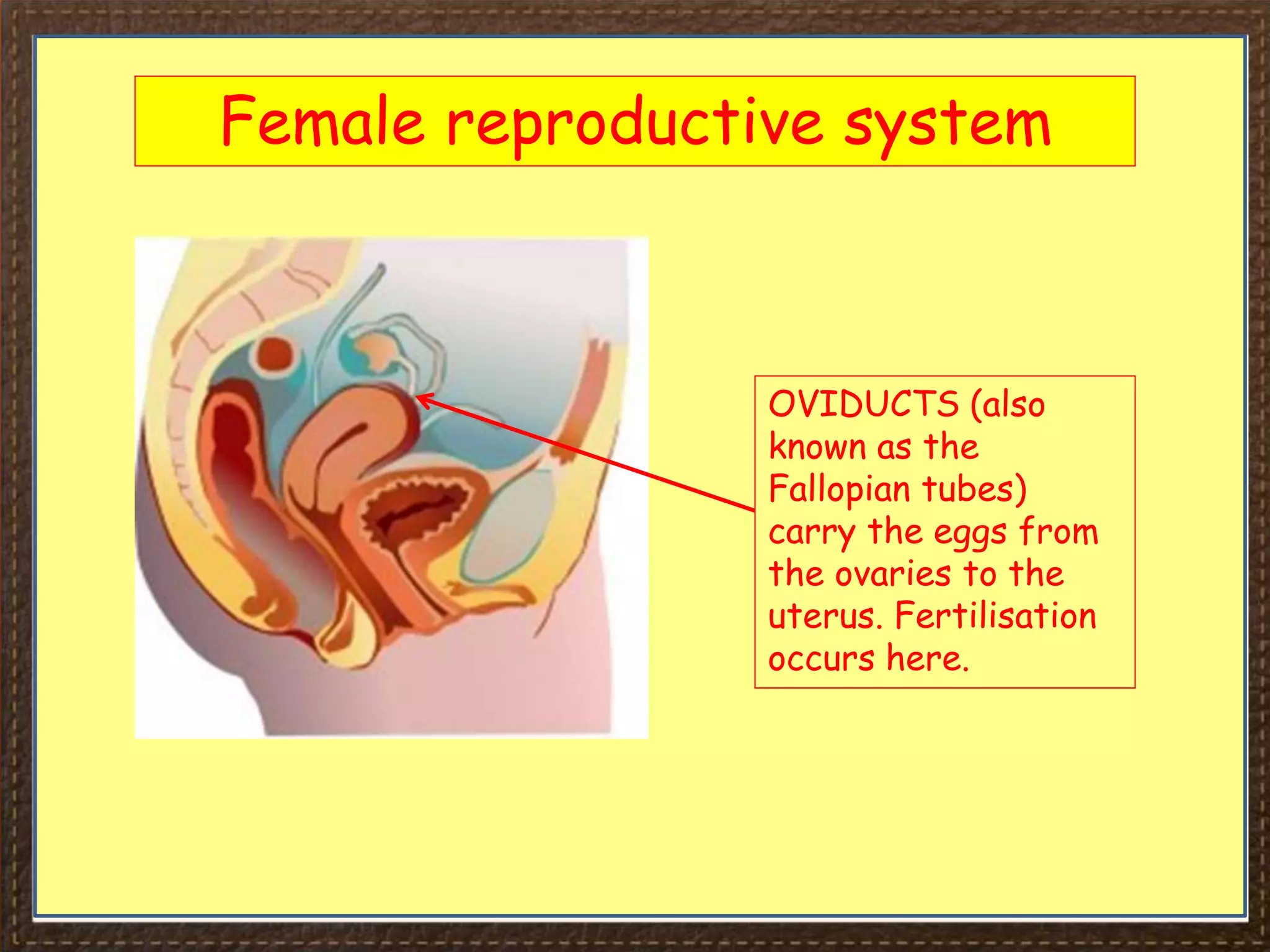 Powerpoint Human Reproductive System.ppt