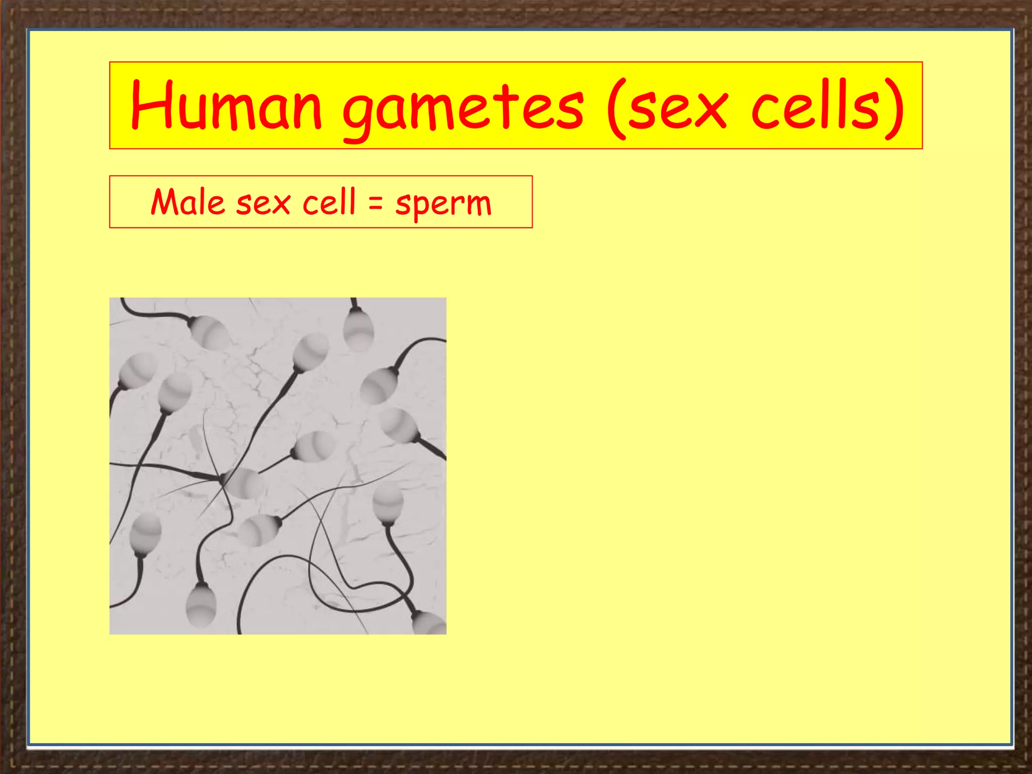Powerpoint Human Reproductive System.ppt